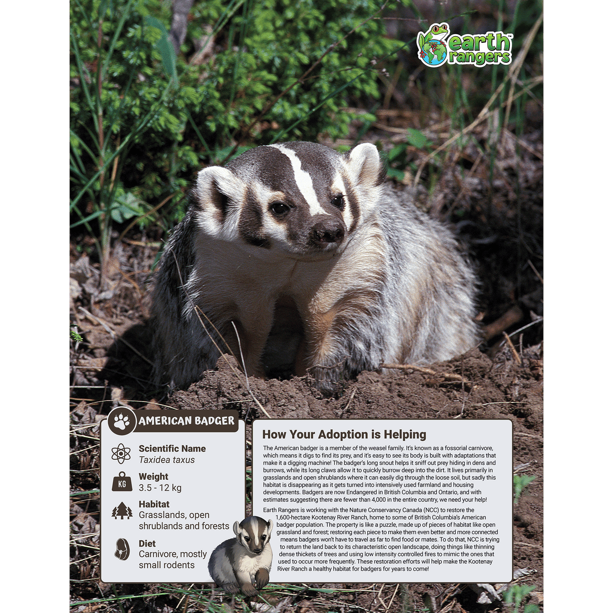 American Badger Adoption Kit