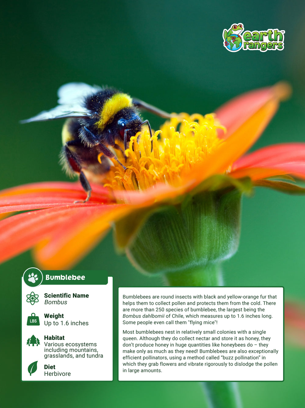 Bumblebee Adoption Kit - Plush Bundle