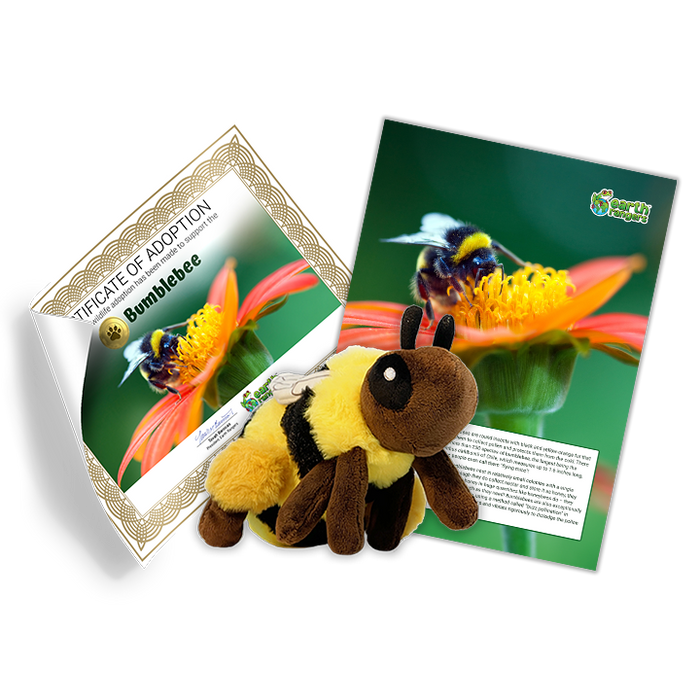 Bumblebee Adoption Kit - Plush Bundle
