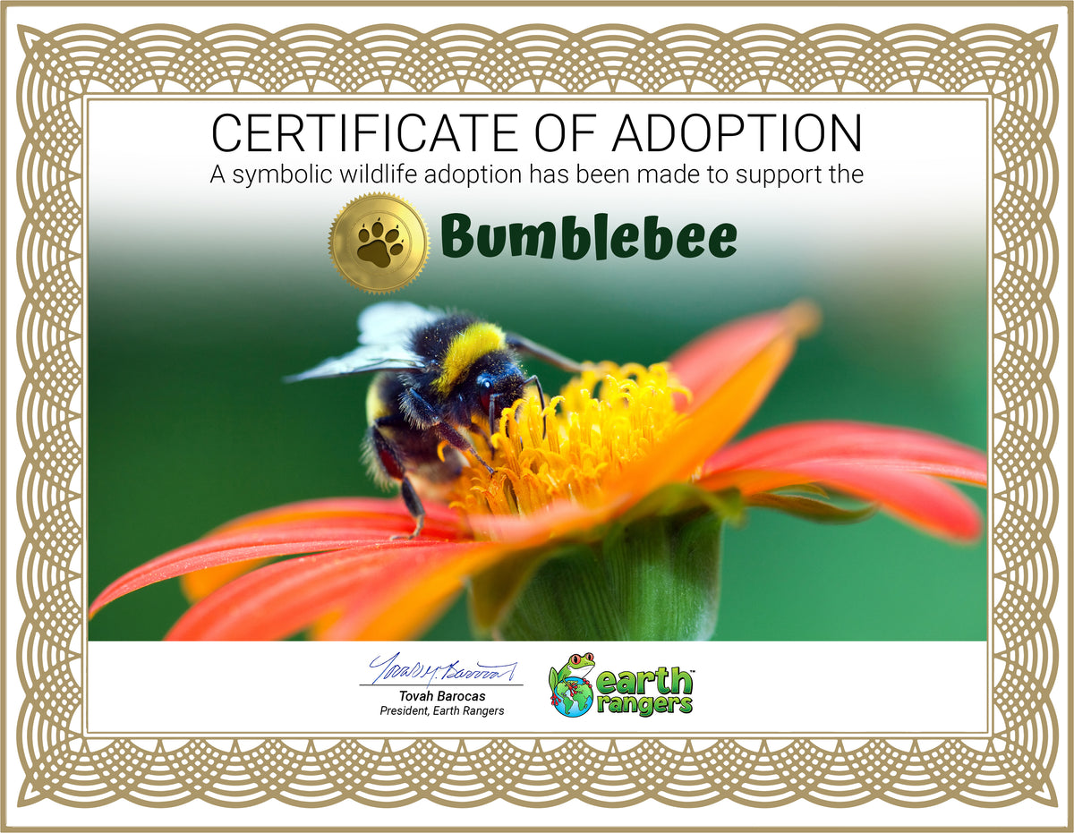 Bumblebee Adoption Kit - Plush Bundle