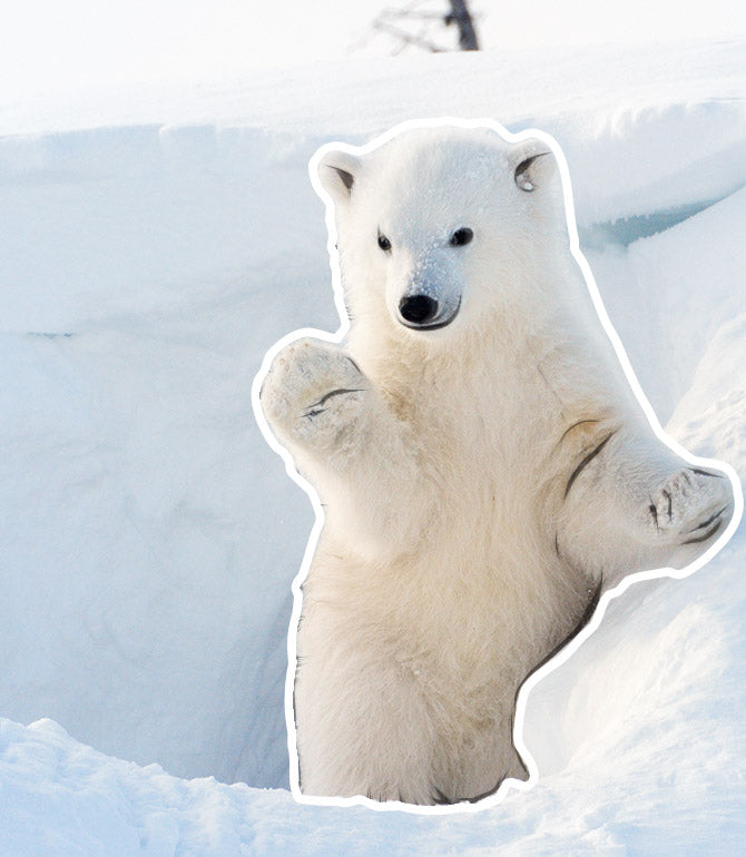 The Earth Rangers Shop: T-shirts and Earth Rangers Gear