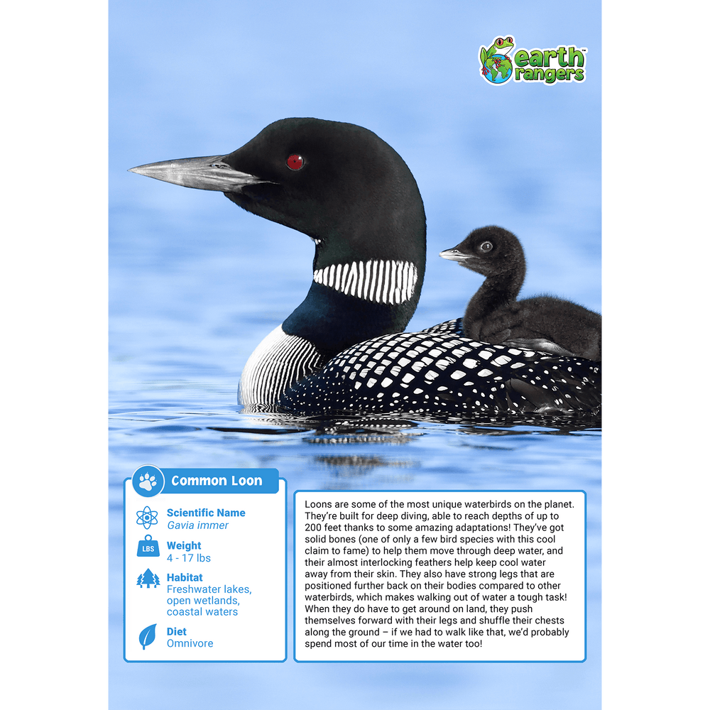Common Loon Adoption Kit - Plush Bundle