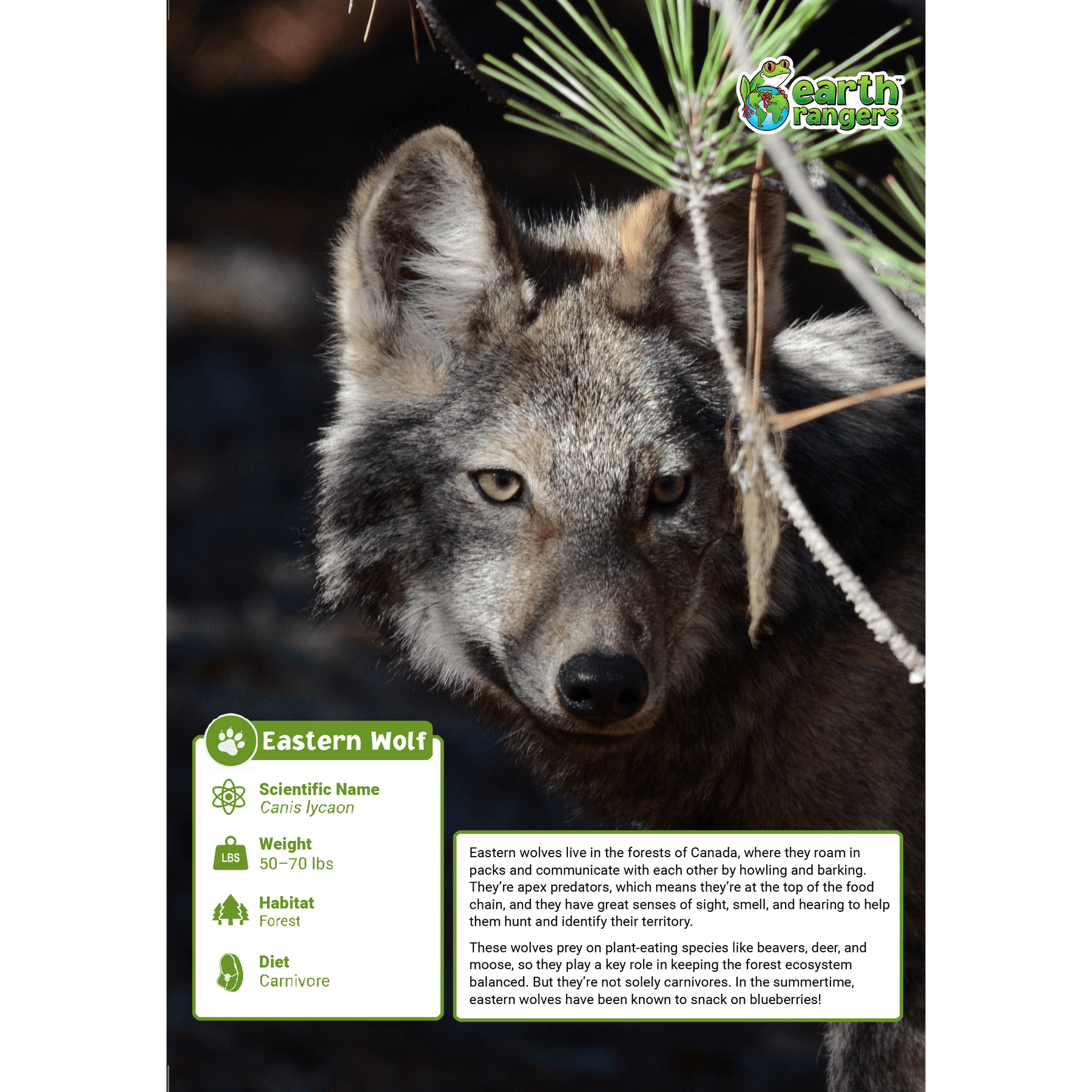 Eastern Wolf Adoption Kit