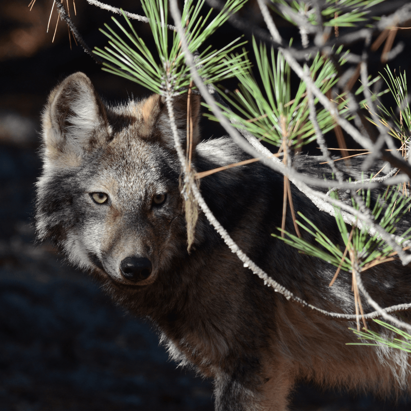 Eastern Wolf Adoption Kit