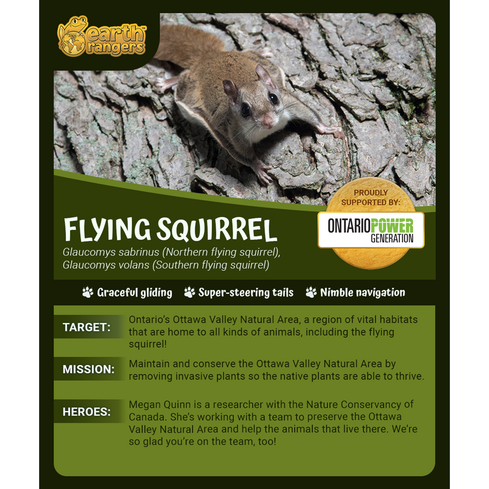 Flying Squirrel Adoption Kit