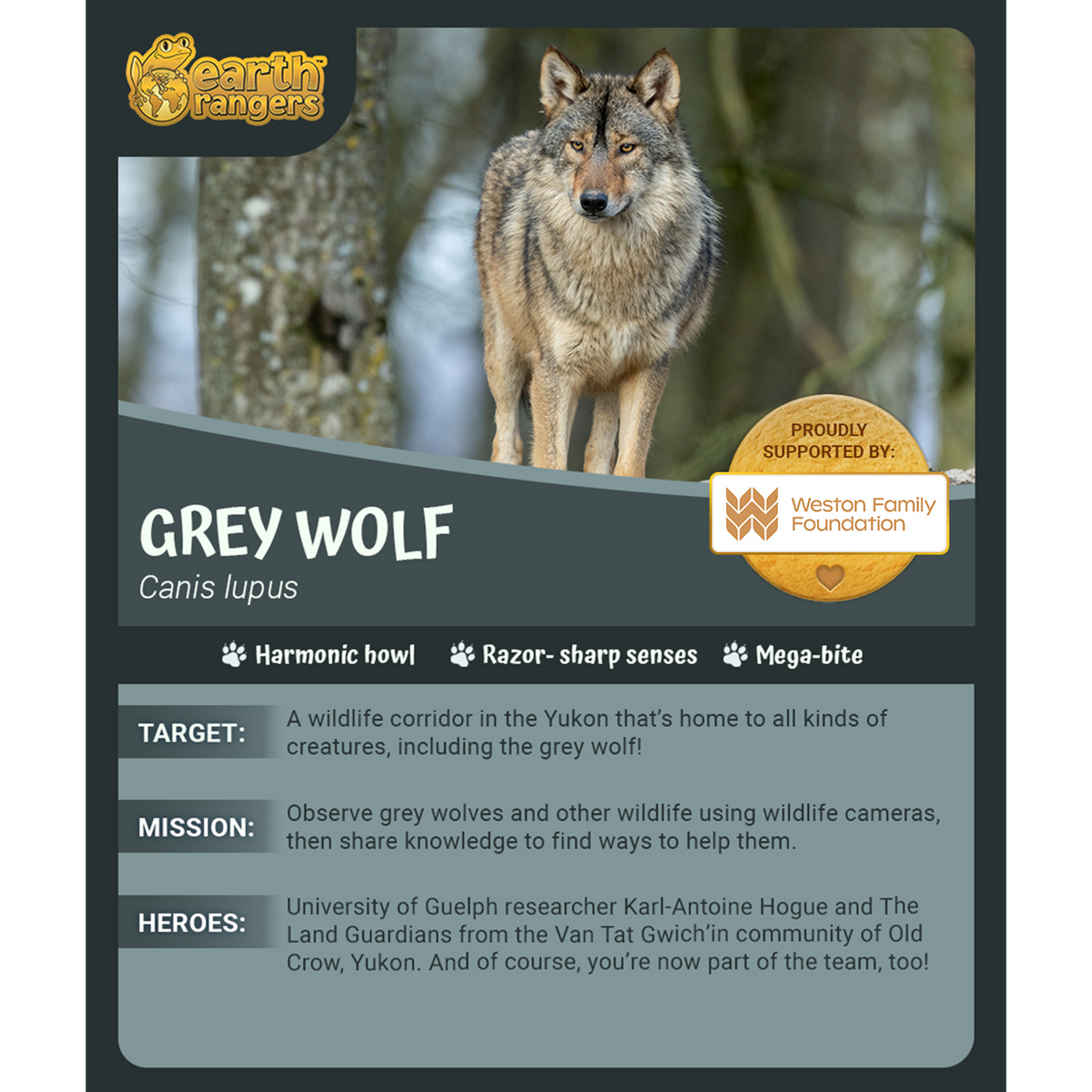 Grey Wolf Adoption Kit