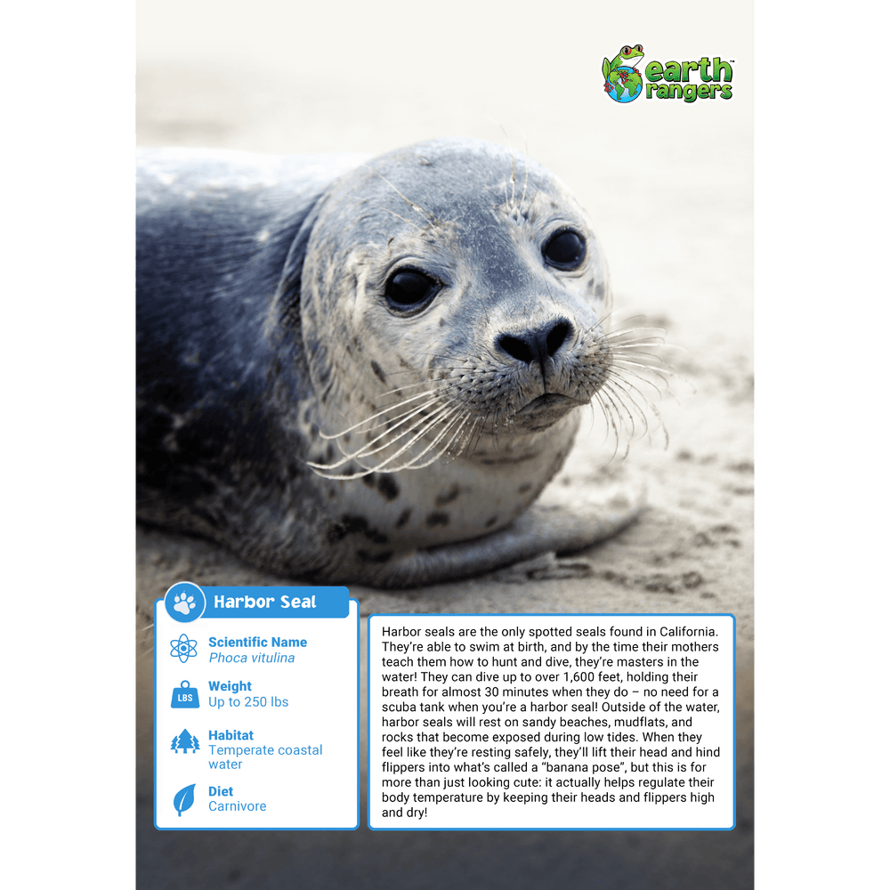Harbor Seal Adoption Kit - Plush Bundle