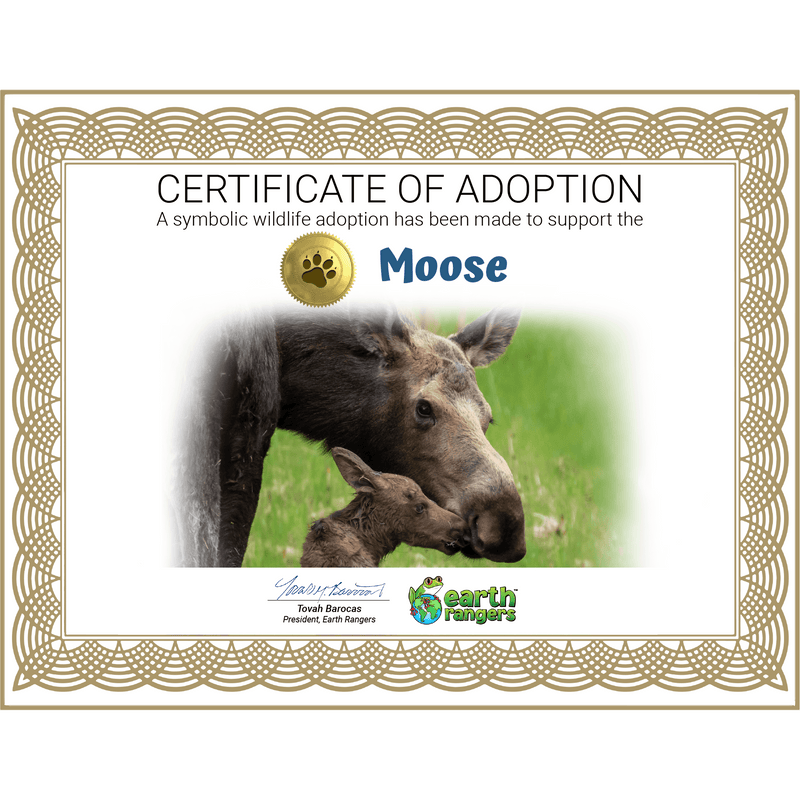 Moose Adoption Kit