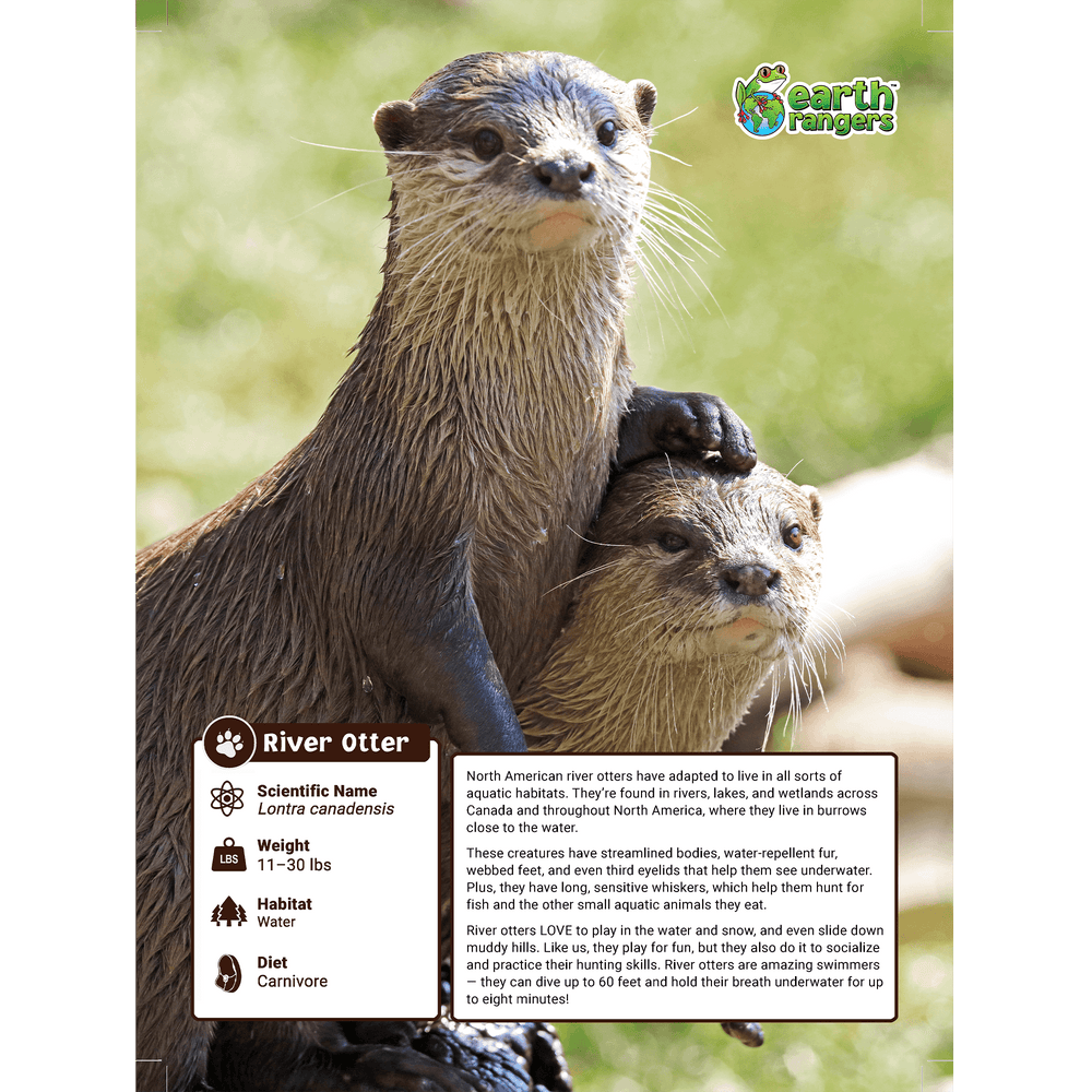 River Otter Adoption Kit - Plush Bundle