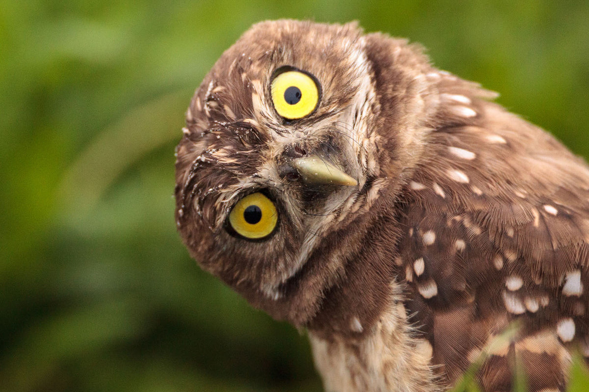 The Earth Rangers Shop: T-shirts and Earth Rangers Gear