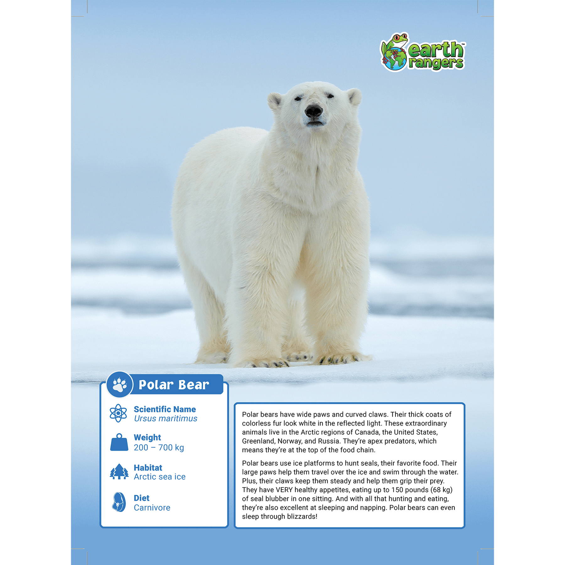 Polar Bear Adoption Kit
