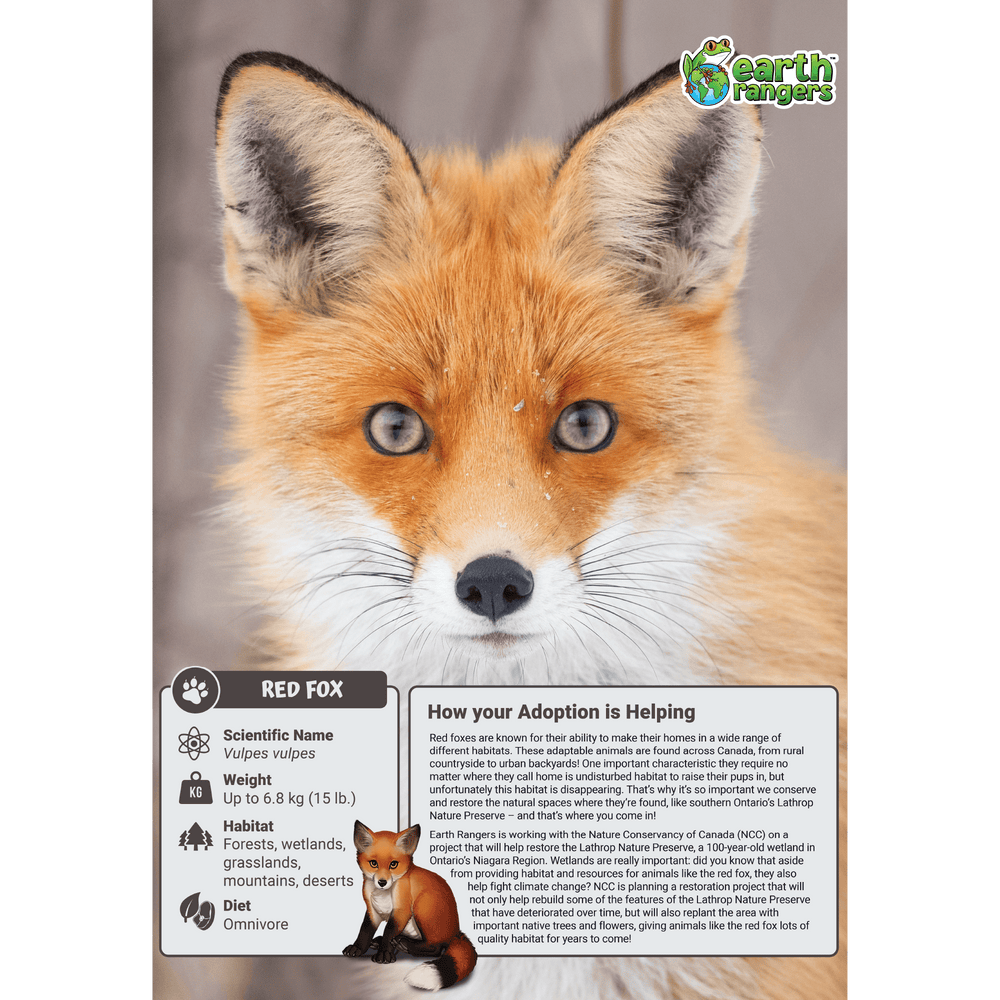Red Fox Adoption Kit - Plush Bundle