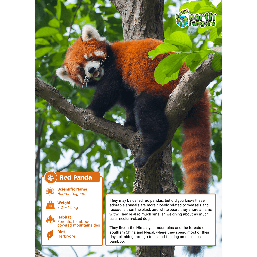 Red Panda Adoption Kit
