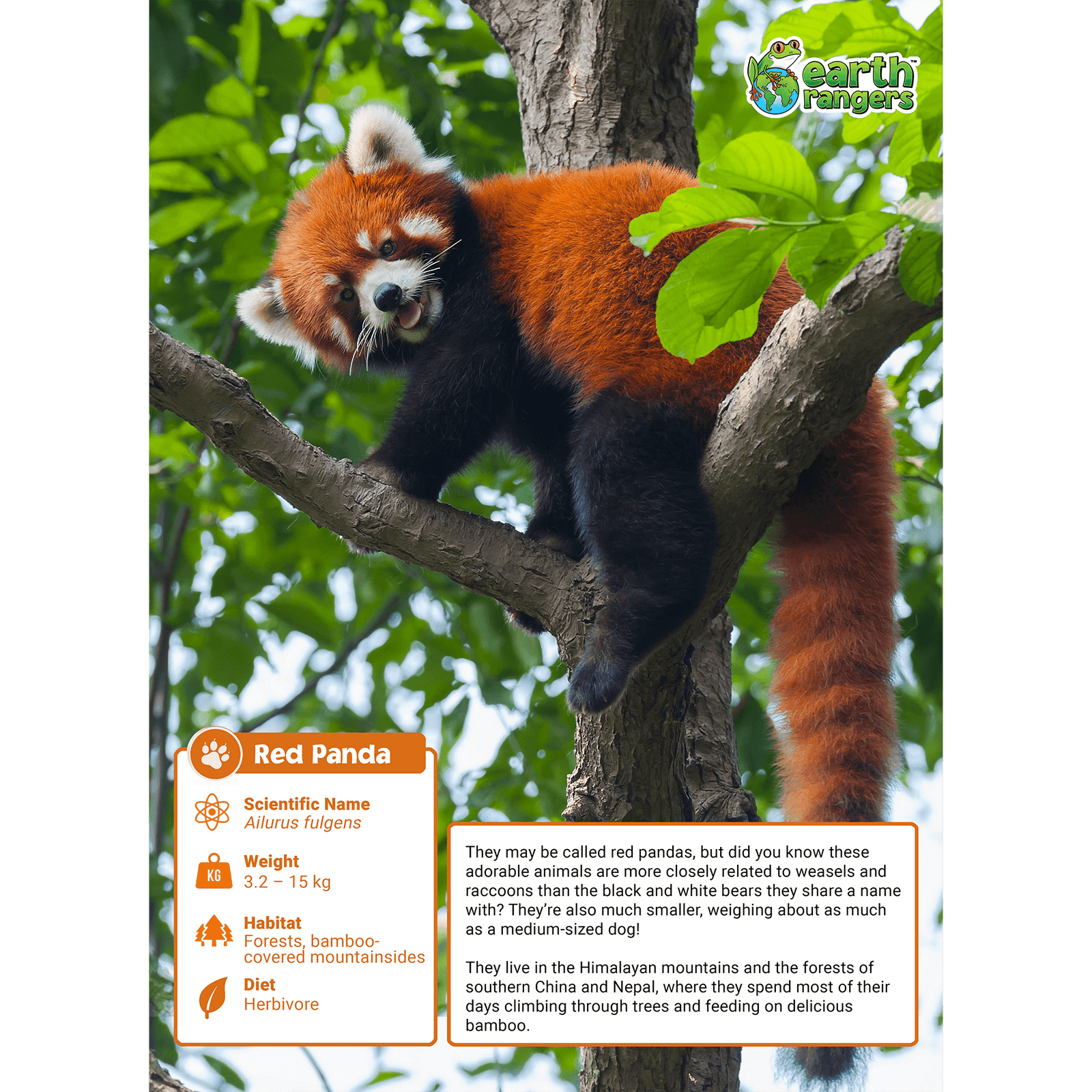 Red Panda Adoption Kit