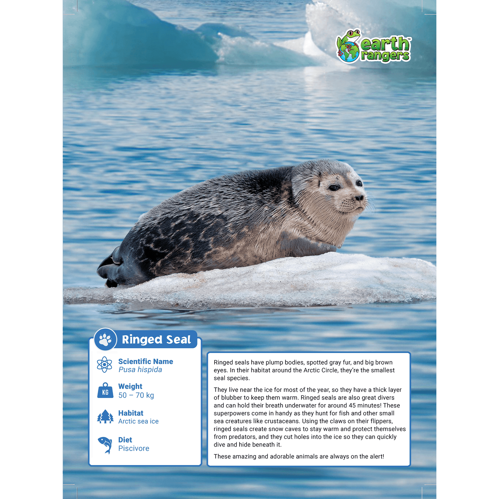Ringed Seal Adoption Kit
