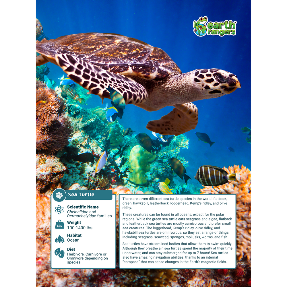 Sea Turtle Adoption Kit - Plush Bundle