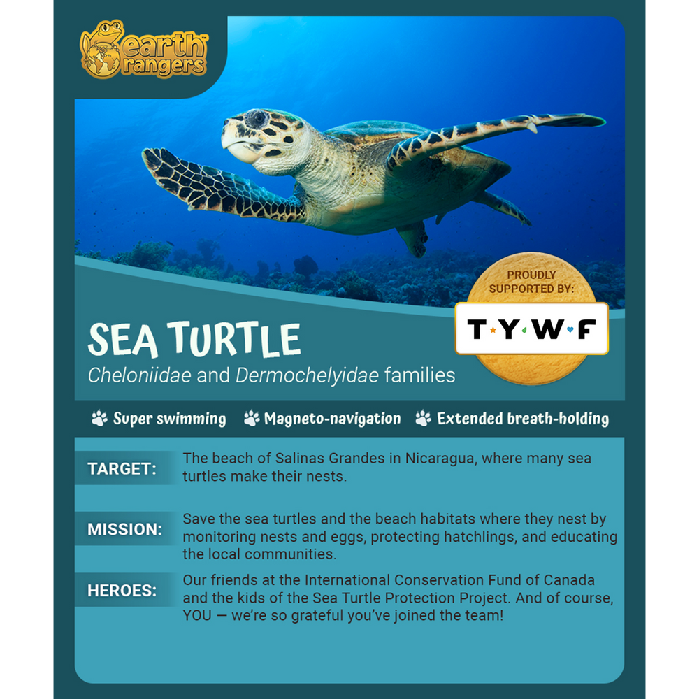 Sea Turtle Adoption Kit