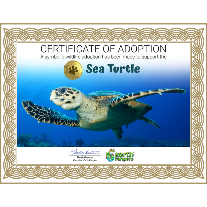Sea Turtle Adoption Kit - Plush Bundle