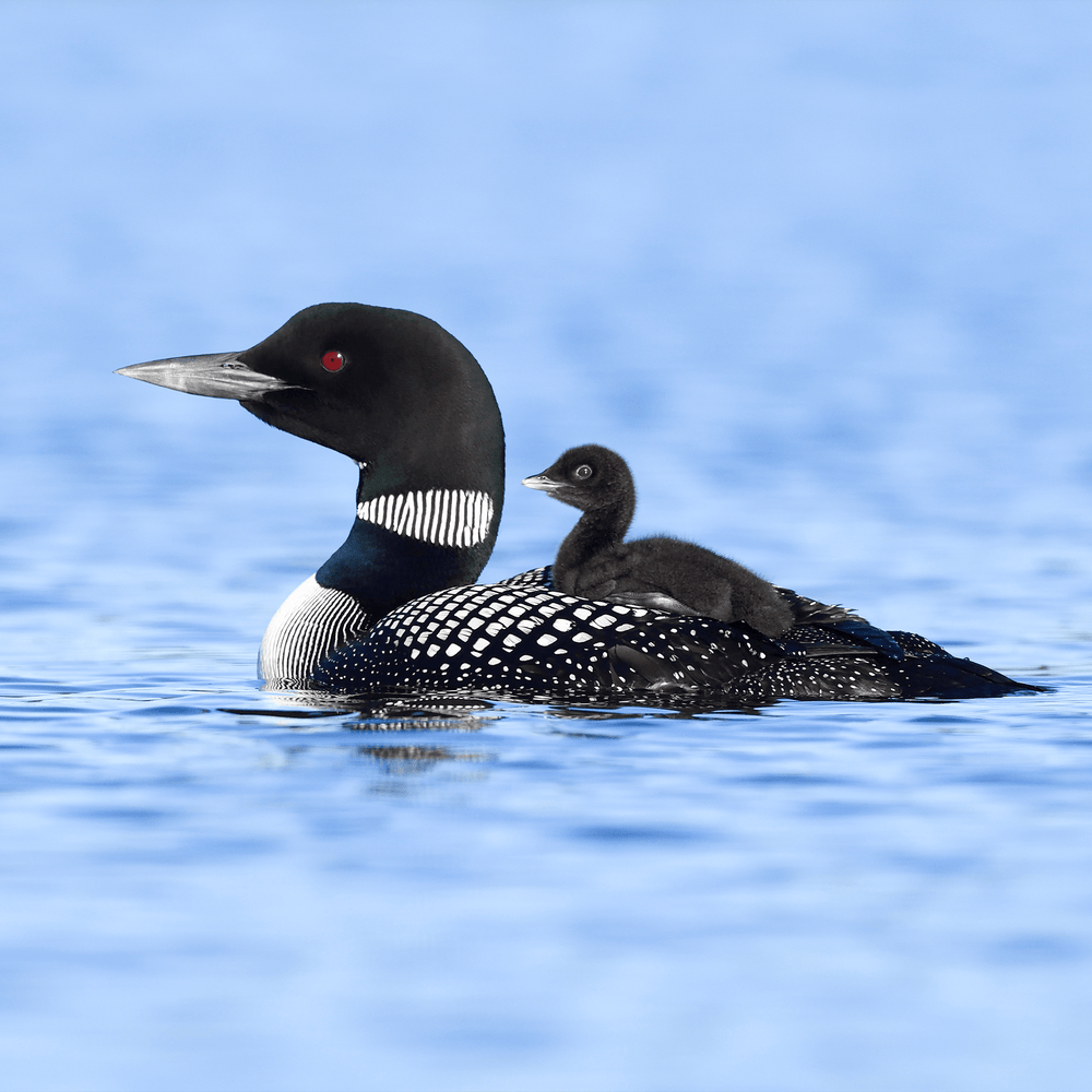 Common Loon Adoption Kit - Plush Bundle