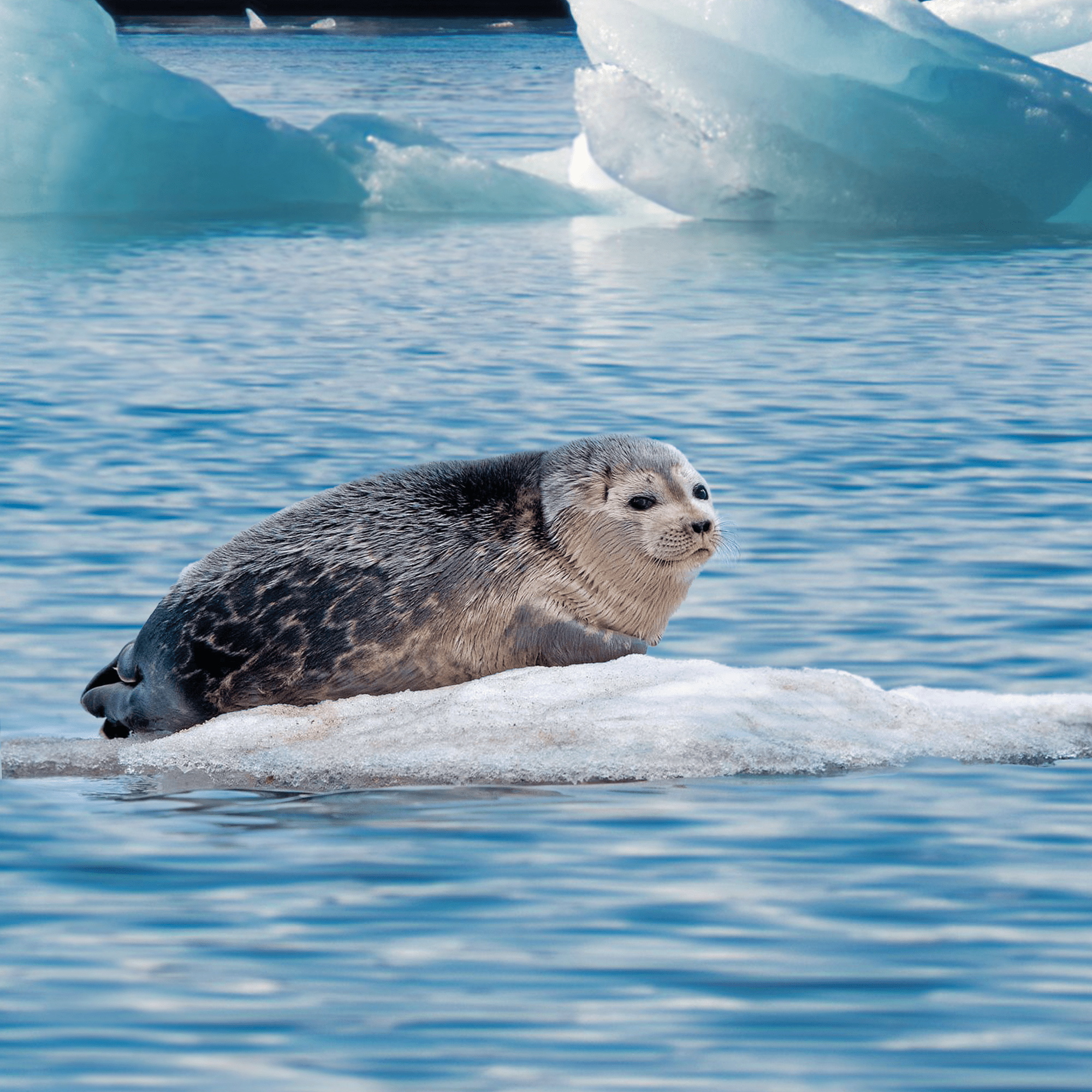 Ringed Seal Adoption Kit