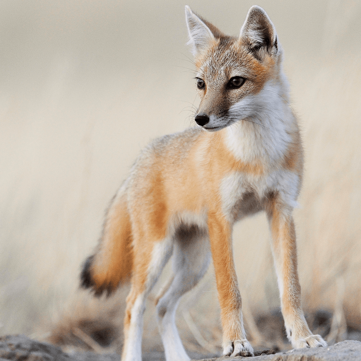 Swift Fox Adoption Kit
