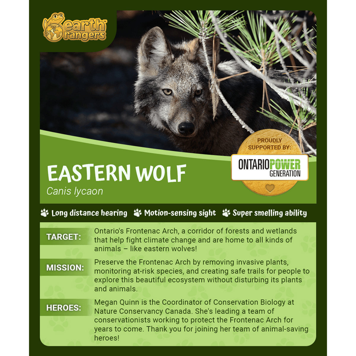 Eastern Wolf Adoption Kit